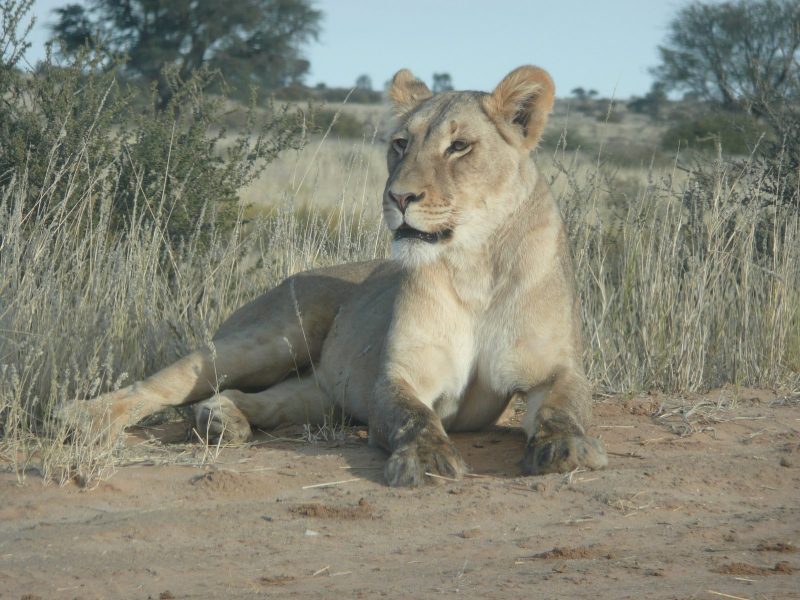 Los leones machos son los únicos que tienen melena – STN HONDURAS