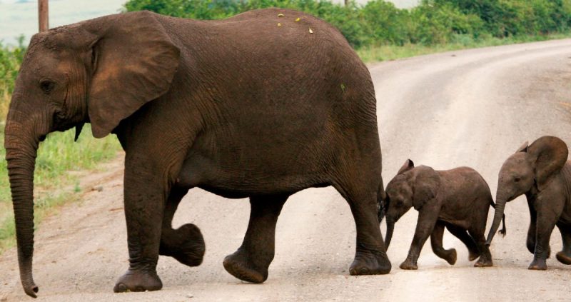 Periodo de gestación de un elefante tarda 22 meses – STN HONDURAS