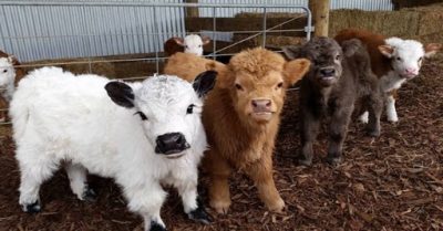 Las adorables vacas de las tierras altas de Escocia – STN HONDURAS