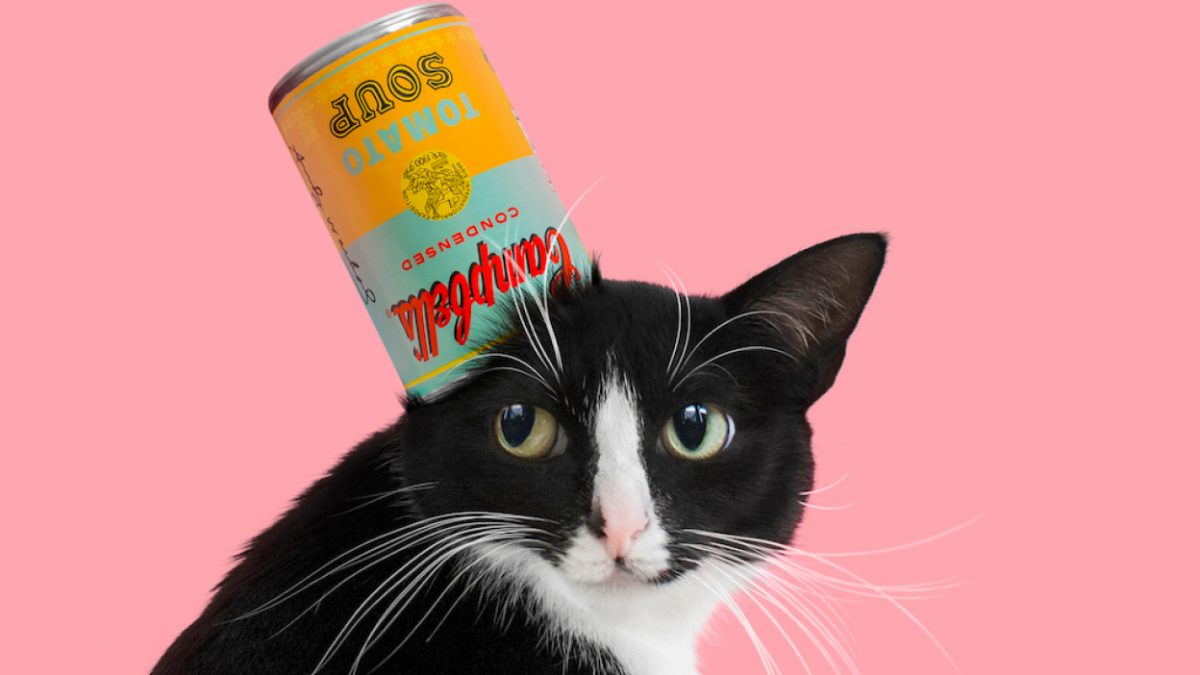 70 artistas se unen por una misma pasión: gatos – STN HONDURAS